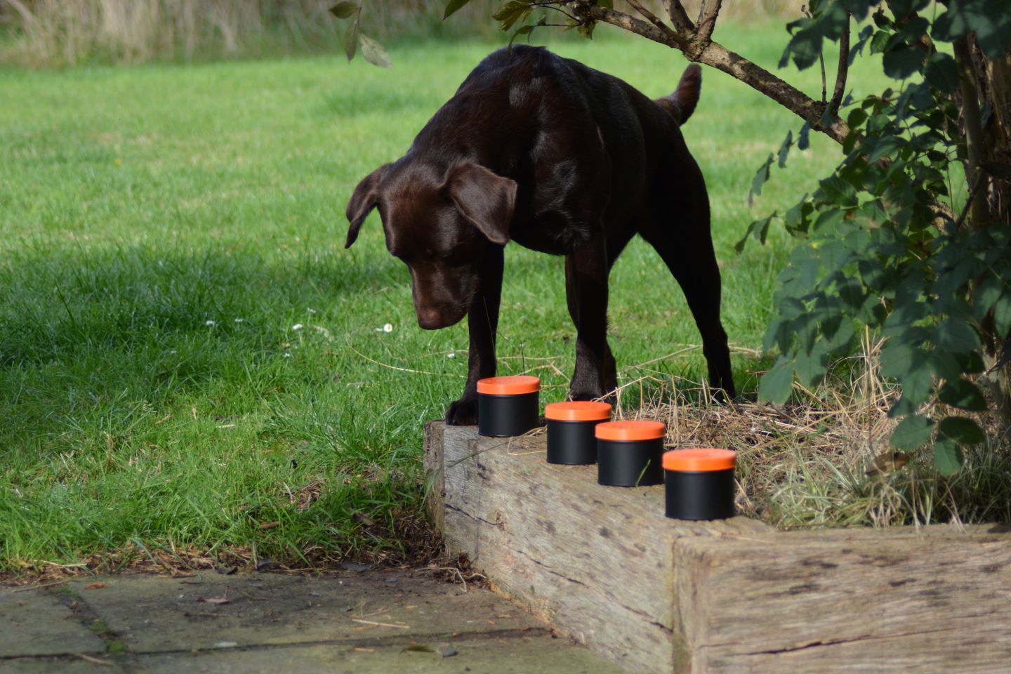 Novice Sniffer – The Sniffer Shop