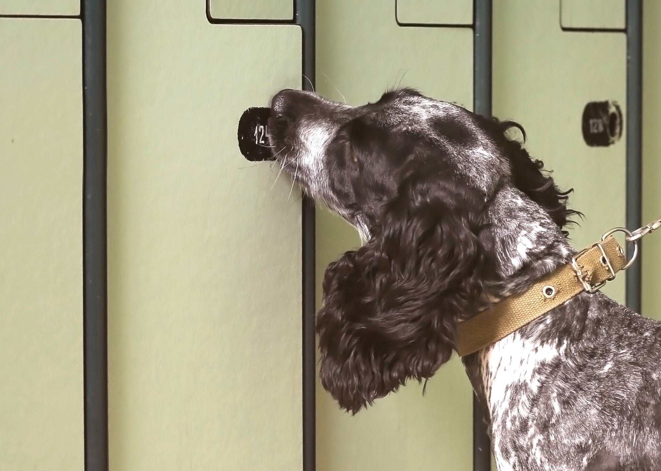 Scentwork Trainers – The Sniffer Shop