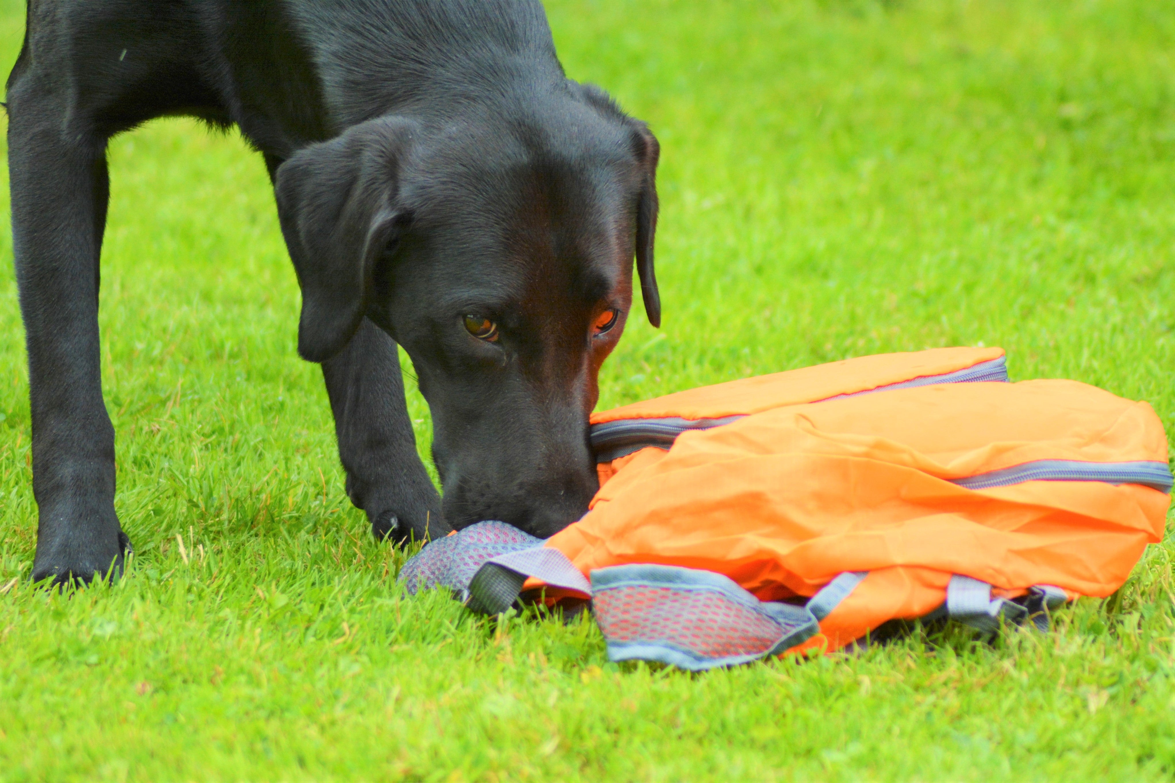 Lightweight Bags for Scentwork – The Sniffer Shop